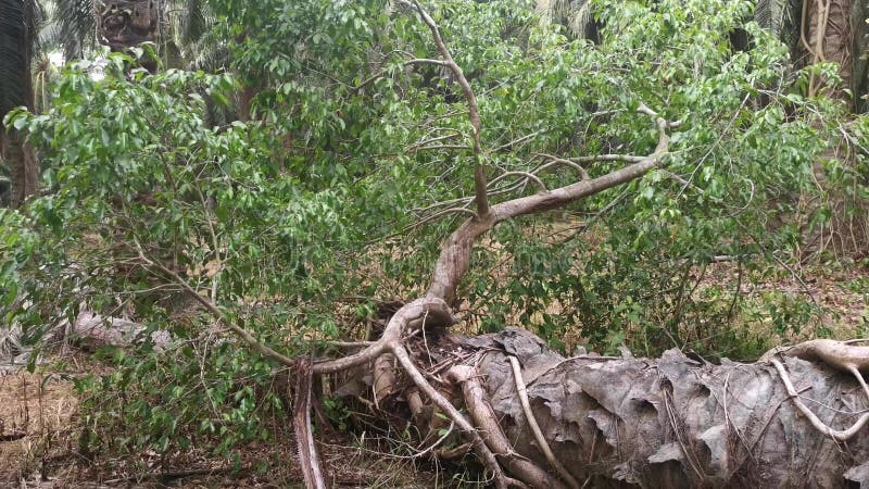 Wild Ficus Microcarpa Root Crawling Around the Palm Trunk. Stock Video ...