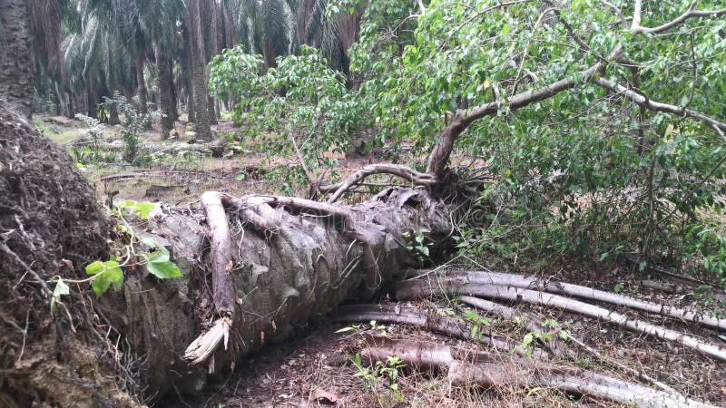 Wild Ficus Microcarpa Root Crawling Around the Palm Trunk. Stock Video ...