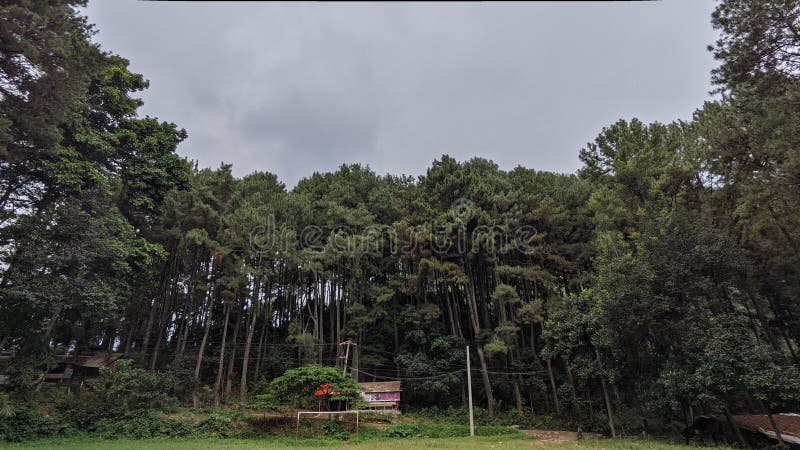 Football Field in Pine Grove Stock Image - Image of plant, flora: 307719741