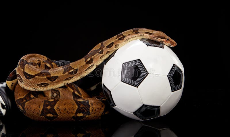 Football Snake Photos - Free & Royalty-Free Stock Photos from Dreamstime