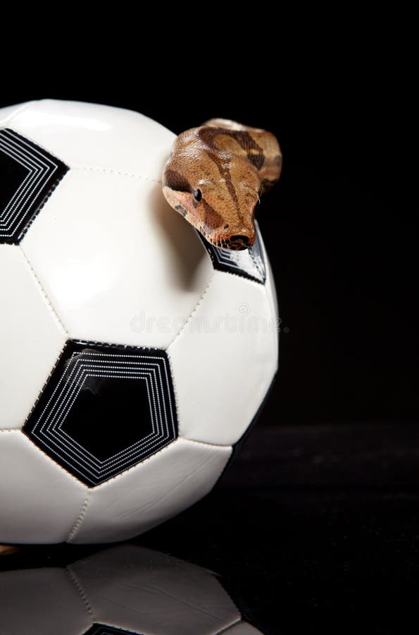 Football Snake Stock Photos - Free & Royalty-Free Stock Photos from ...