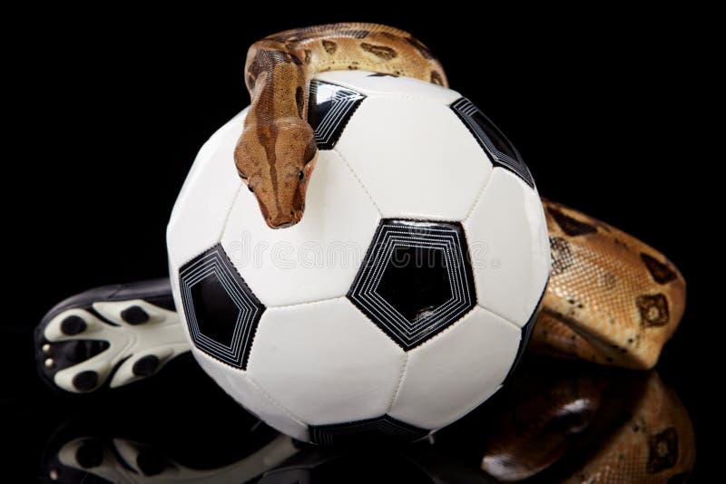 Football snake stock photo. Image of play, snake, fair - 20969732