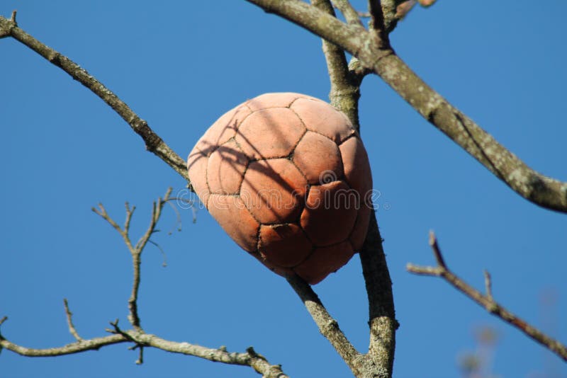 A football in the tree stock image. Image of goal, spring - 54316631