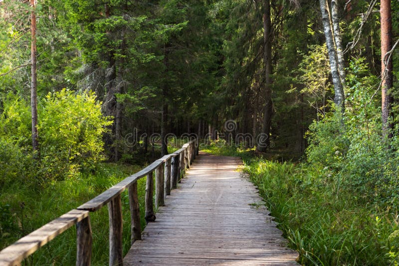Footbridge Path Leading Deeper into the Forest, Moody Photo Stock Photo ...