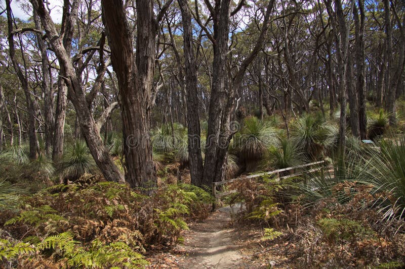 Footbridge on Stringybark Loop Walk in Deep Creek National Park, South ...
