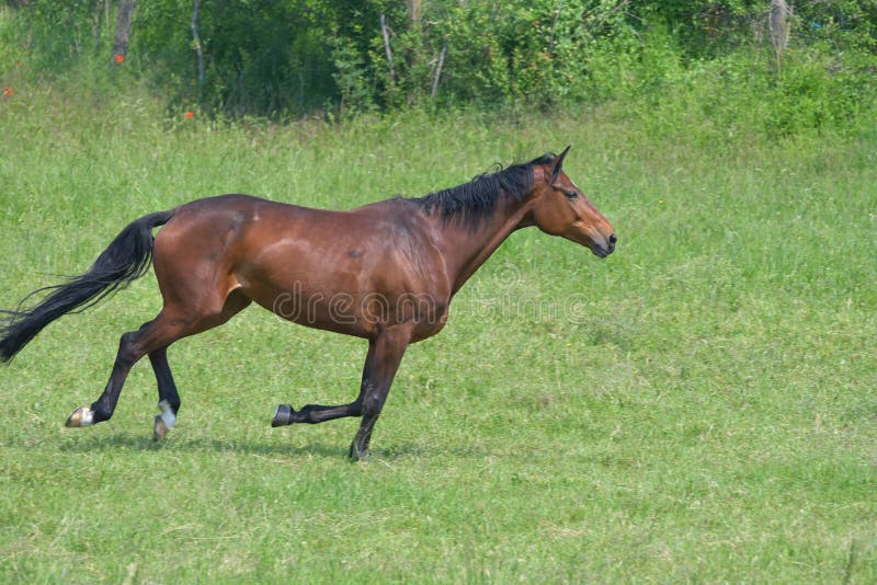 Portrait of a Cute Bay Warmblood Filly Stock Image - Image of ...