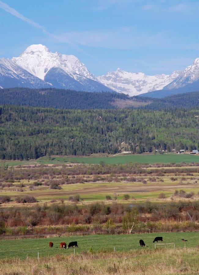 Foothill ranch stock image. Image of forest, range, cows - 5415363