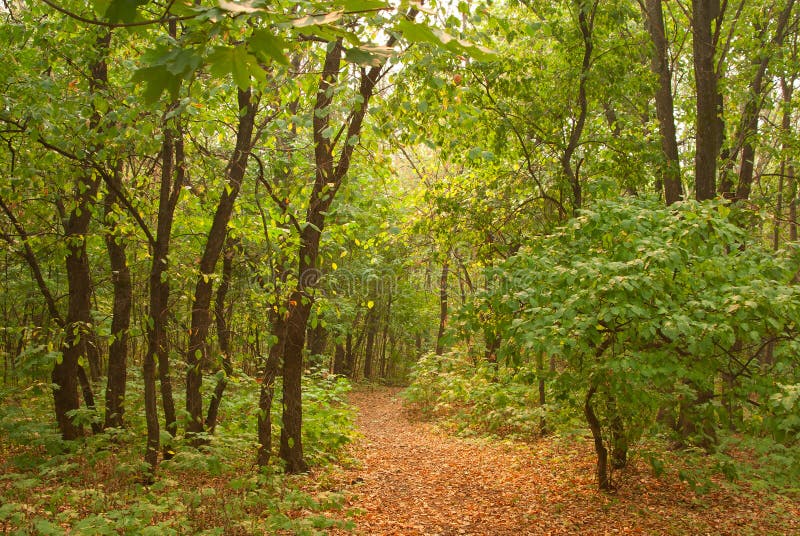 Radnor Lake in Nashville Tennessee,Wooded Fenced Path in the Forest ...