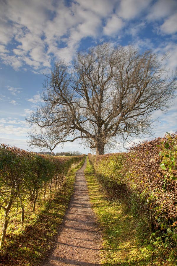 Footpath stock photo. Image of footpath, wales, branches - 21863430