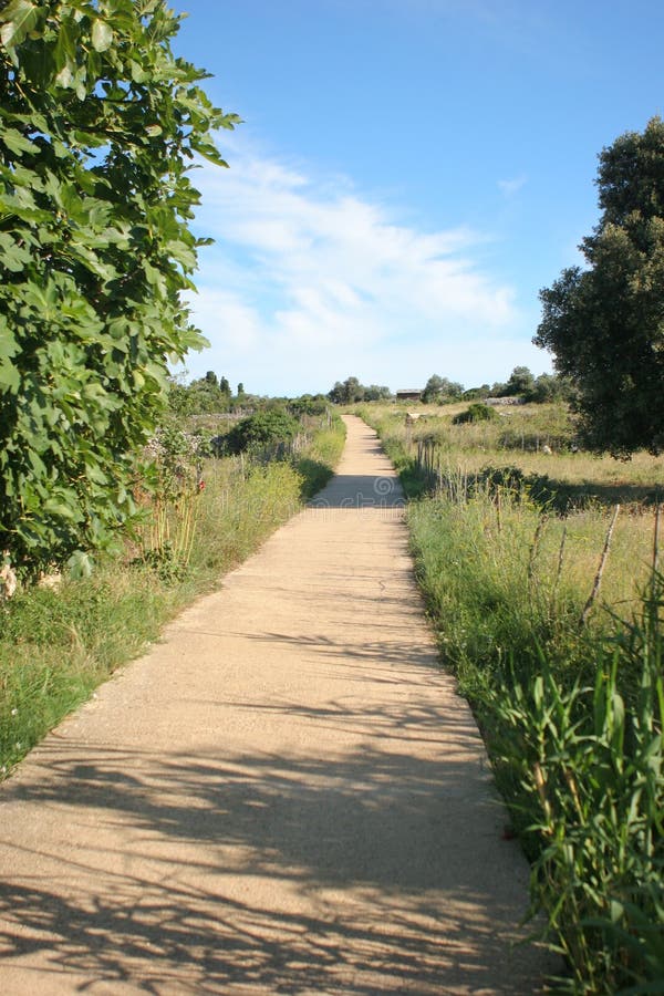 Spring trees stock photo. Image of summer, line, spring - 9050770