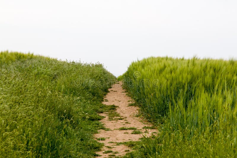 Footpath Across Crop Field stock photo. Image of england - 95107734