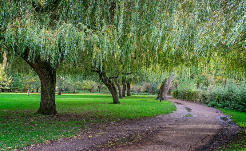 Footpath Along a Curved Avenue of Weeping Willow Trees Stock Image ...