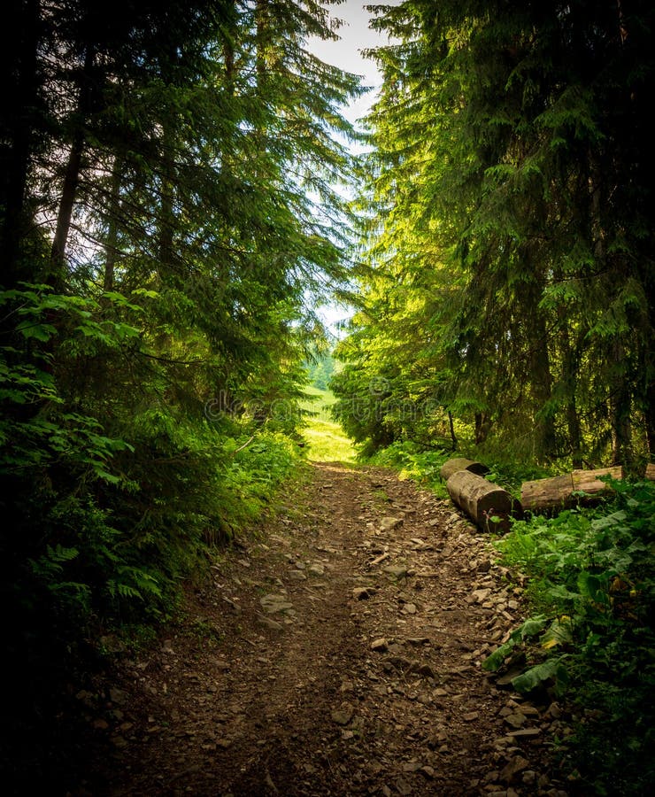 A Footpath Along a Dirt Road Cut through a Dense Deciduous Forest with ...
