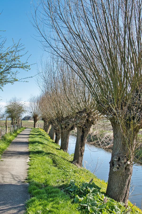 Footpath Along a Ditch Withwillows Stock Photo - Image of willow ...