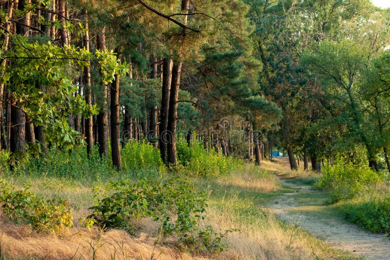 Footpath along the forest stock photo. Image of outdoors - 98015134