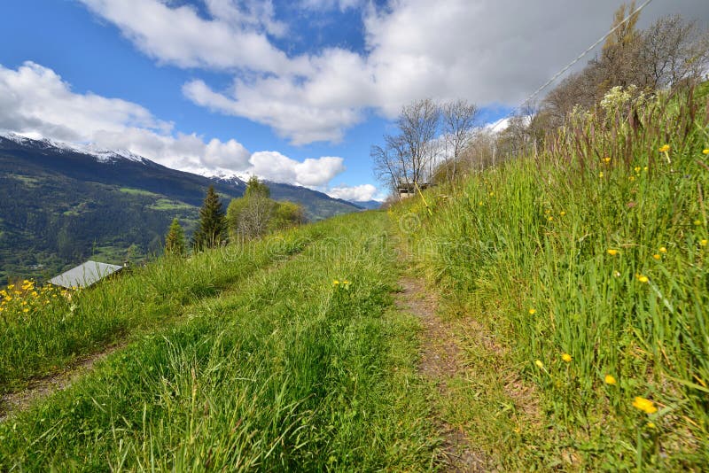 Footpath in Alpine Mountain Crossing Greenery Meadow Stock Image ...