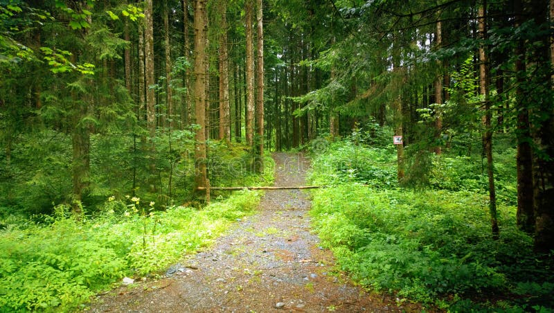 Footpath into the woods stock image. Image of outdoors - 102873307