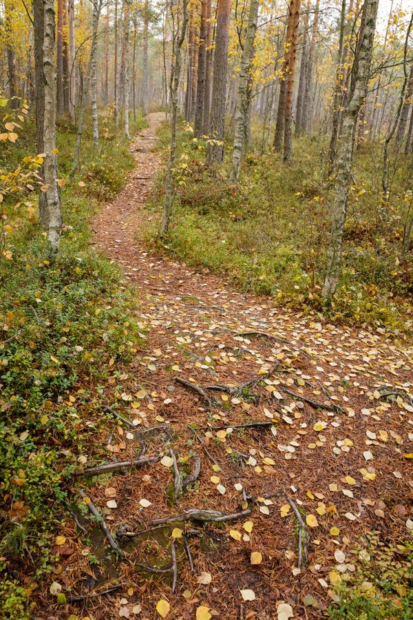 Footpath in the Autumn Forest Scene Stock Photo - Image of october ...