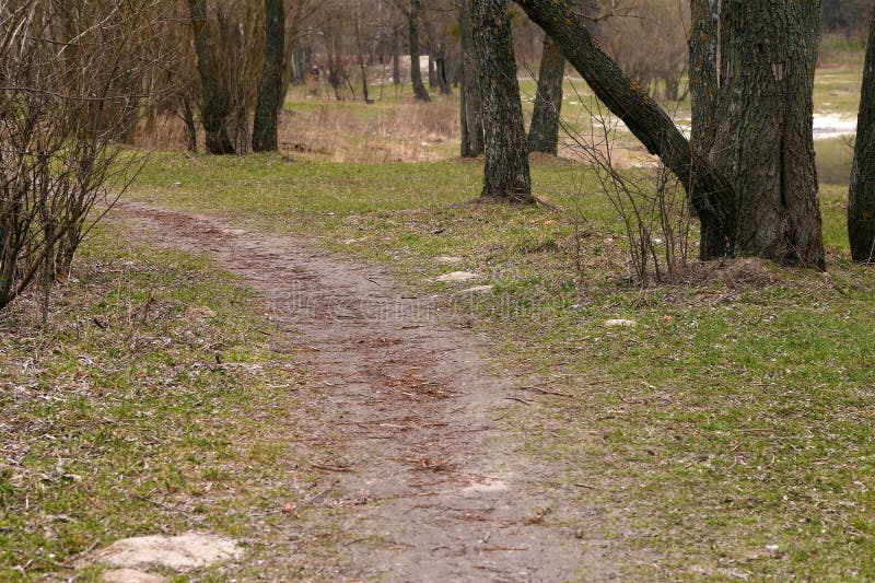 Footpath in Autumn Forest through Trees Grove Stock Photo - Image of ...