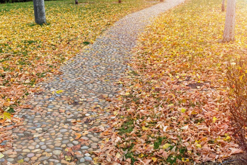 Footpath with Autumn Leaves Fall in the Garden Stock Photo - Image of ...