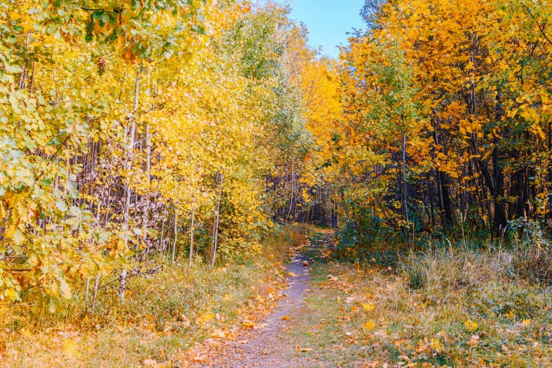Footpath in the Autumn Park Stock Image - Image of fall, october: 194423923