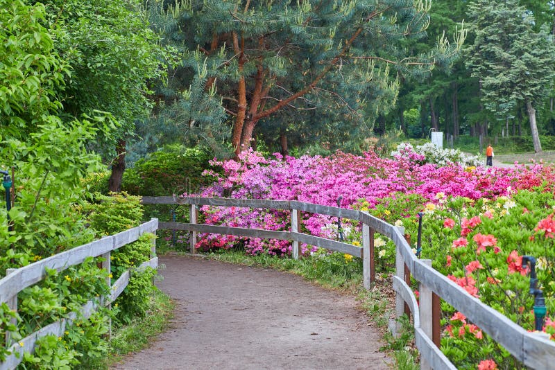 Footpath in an Azalea Gardent Stock Image - Image of natural, landscape ...