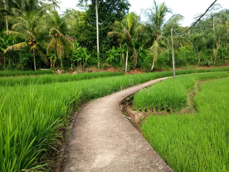 Footpath through the Beautiful Rice Fields Stock Image - Image of ...