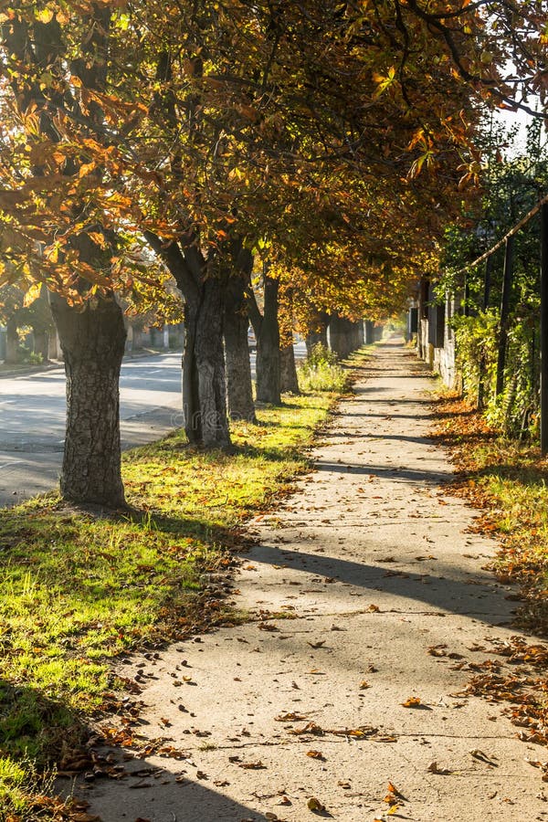 Footpath with Chestnut Trees Stock Image - Image of peaceful, city ...