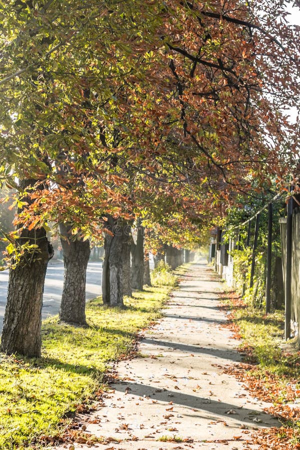 Footpath with Chestnut Trees Stock Image - Image of foliage, october ...