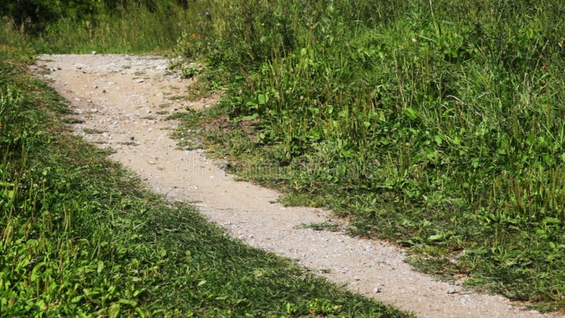 Footpath Close Up in Park on Which is Passed by Stock Video - Video of ...