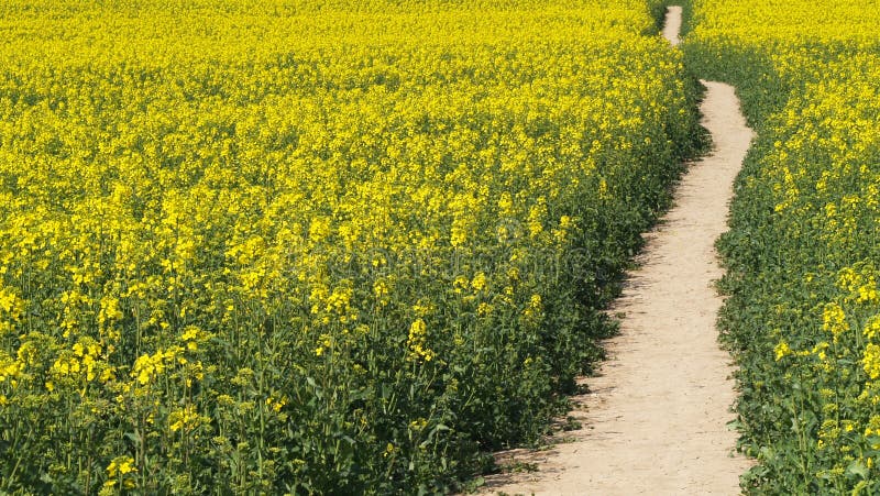 Seeds falling stock photo. Image of falling, peasant, crop - 399922