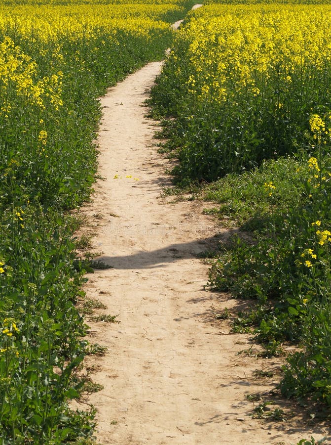 Footpath In Cole-seed Field Stock Image - Image of turnip, seed: 9531465