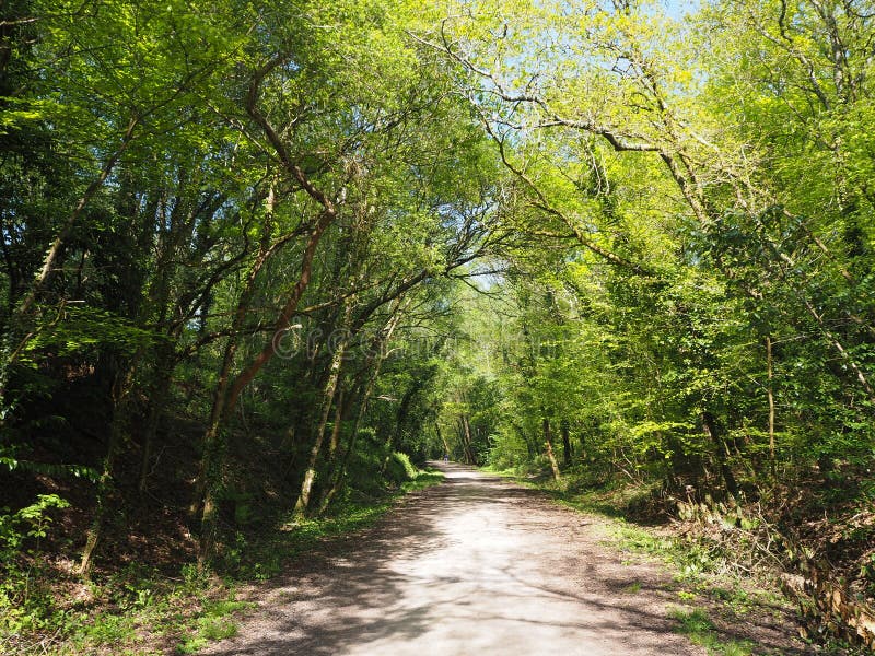 A Footpath and Cycle Path through Beautiful Trees in the Spring Stock ...
