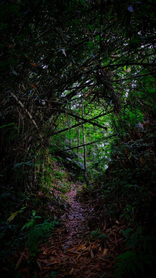 Footpath in the Dark Wilderness Stock Photo - Image of footpath ...