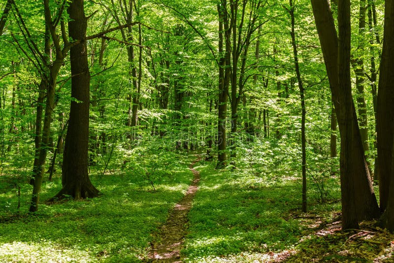 Footpath in Deciduous Forest in Spring Sunny Weather Stock Image ...