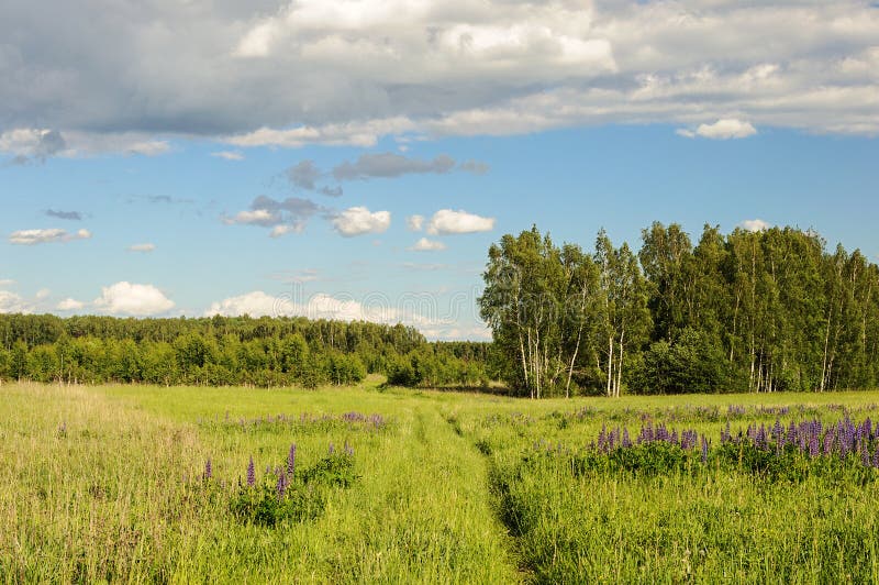 Footpath in deep grass stock image. Image of greenery - 73770303