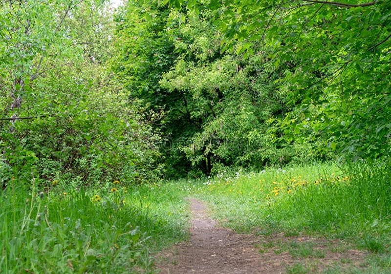 Footpath in a Dense Forest on a Sunny Day. Path through Dense Forest ...
