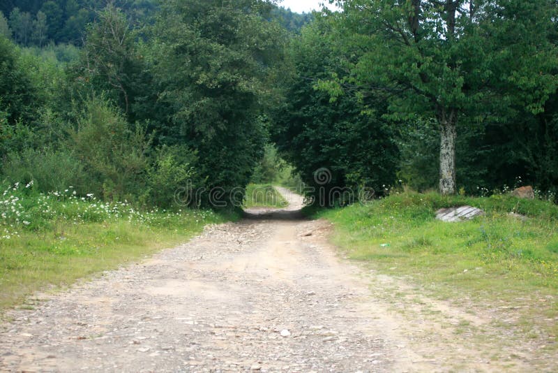 Footpath in a Dense, Green Deciduous Forest. Road. Stock Image - Image ...