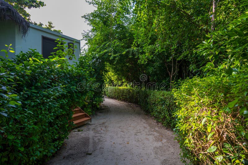 Footpath in a Dense Green Forest, Next To a Building Stock Image ...