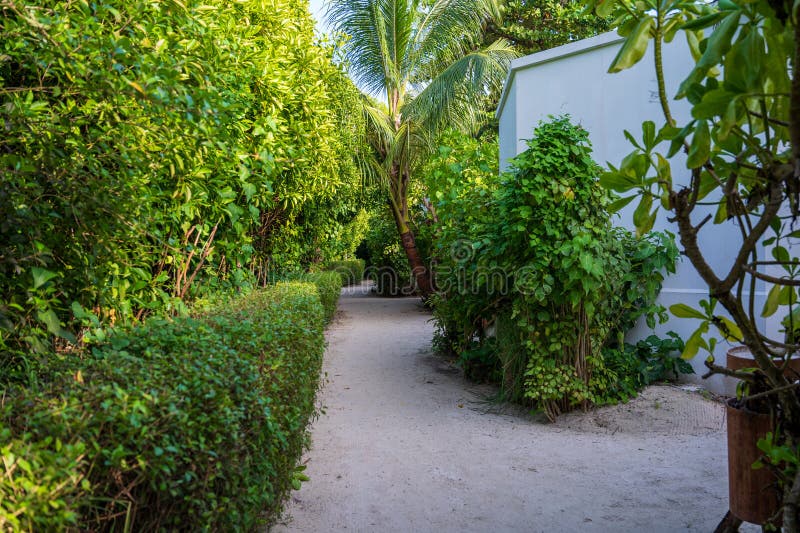 Footpath in a Dense Green Forest, Next To a Building Stock Photo ...