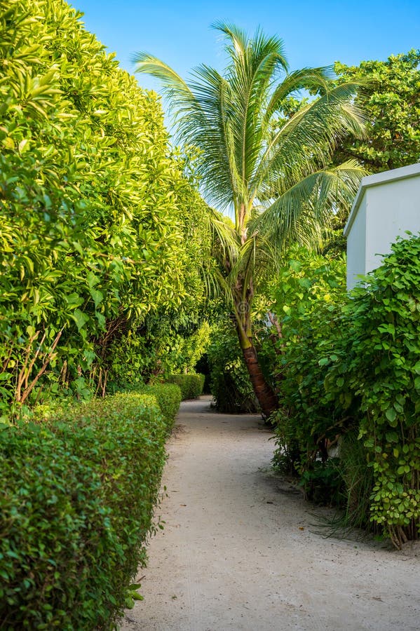 Footpath in a Dense Green Forest, Next To a Building Stock Image ...