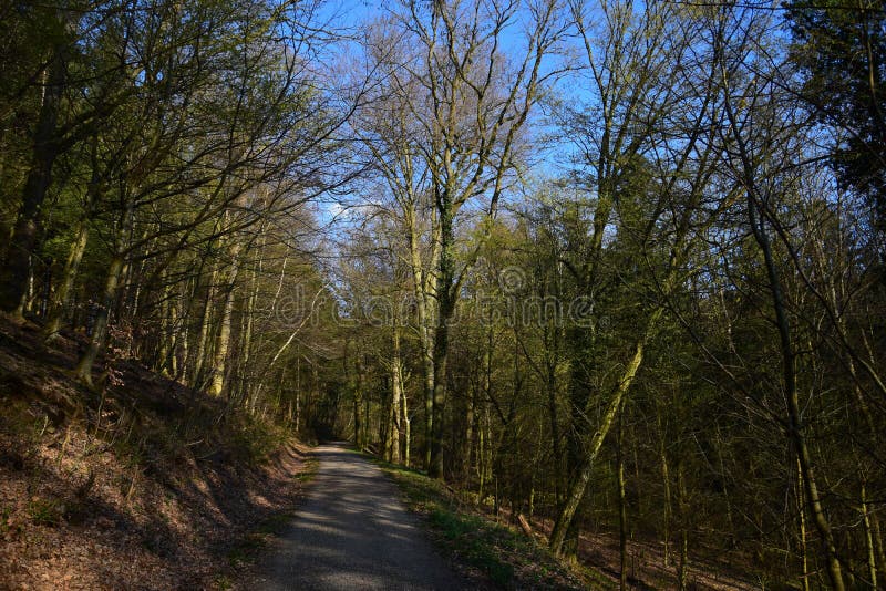 A Path through an Early Springtime Forest. Odenwald, Germany Stock ...