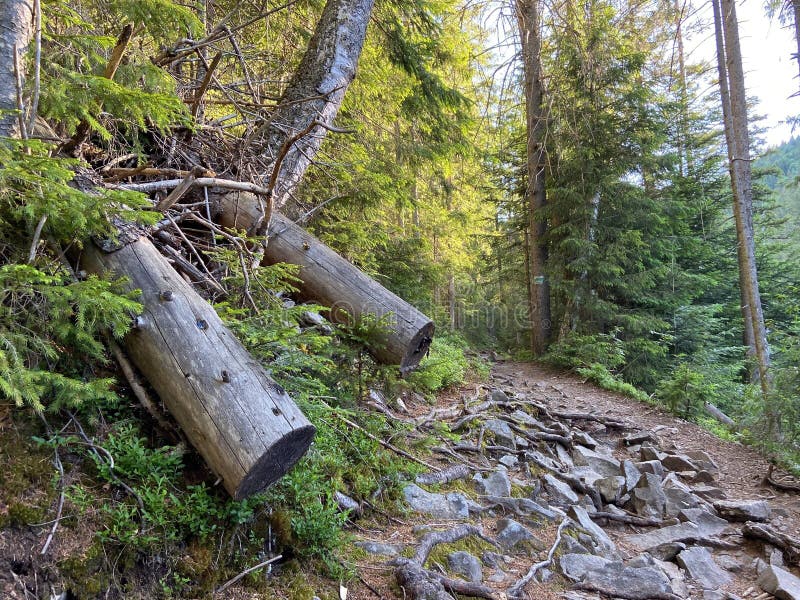 Footpath through Enchanted Forest in Spring Stock Image - Image of ...