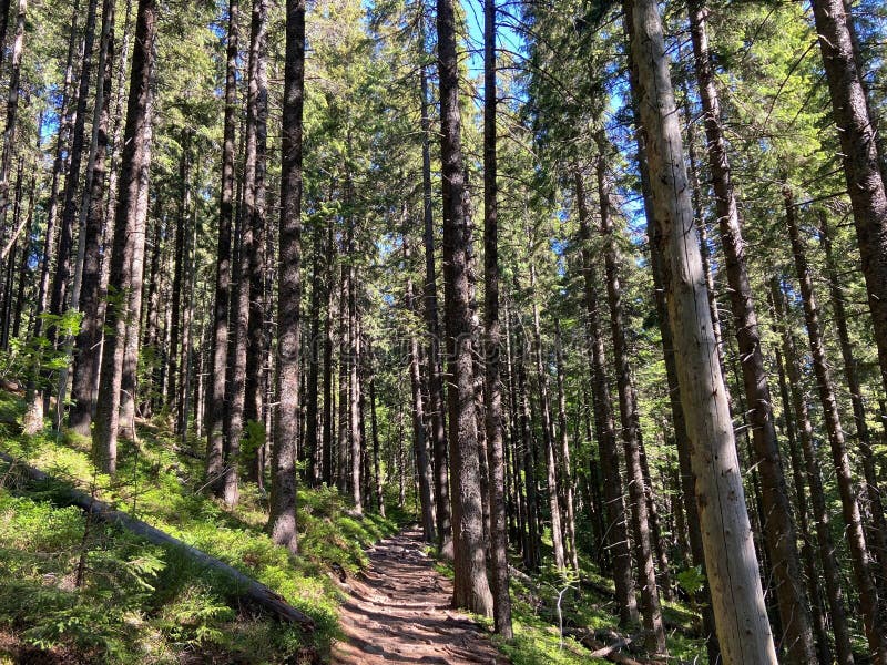 Footpath through Enchanted Forest in Spring Stock Image - Image of ...