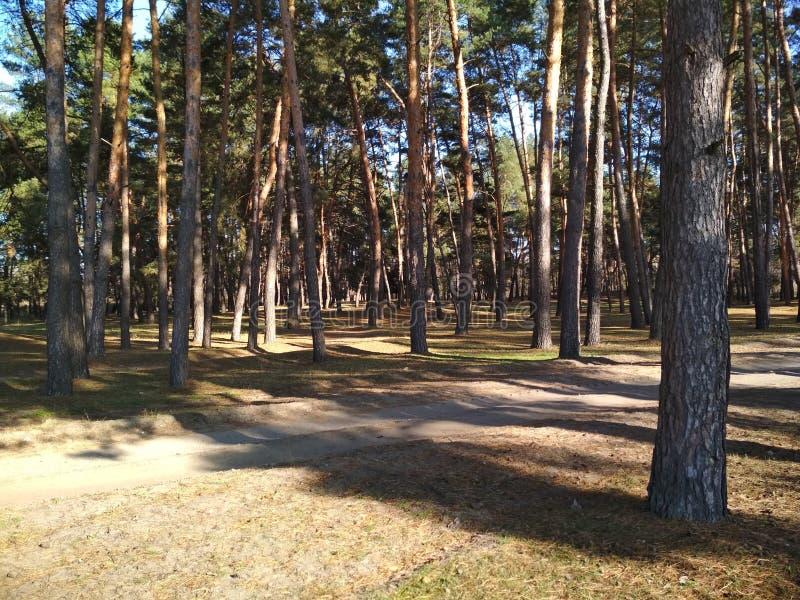 Footpath through Enchanted Forest in Spring Stock Photo - Image of wood ...