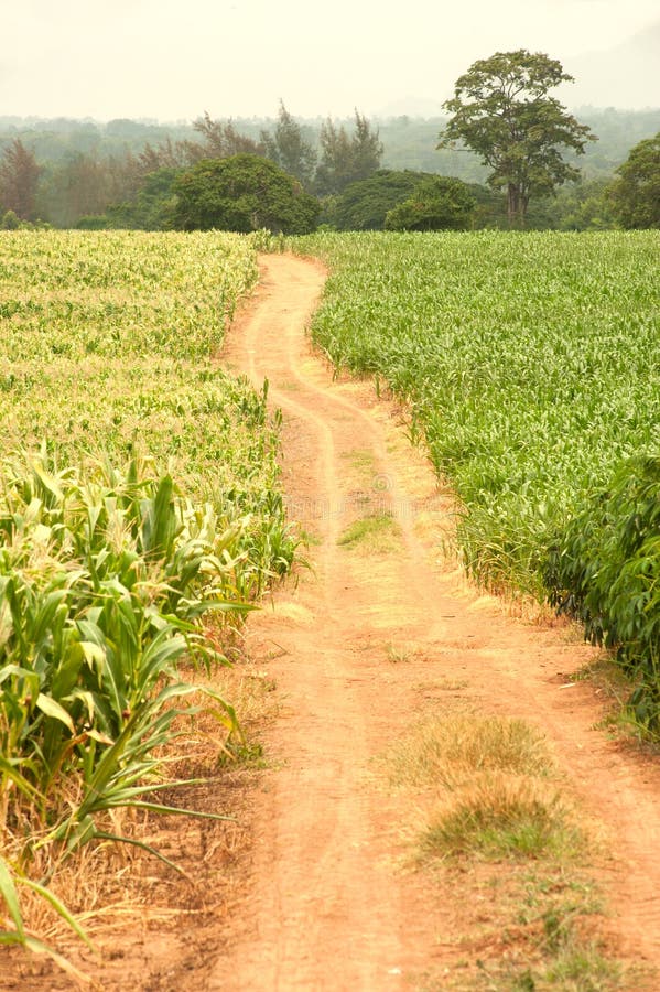 Footpath in the field. stock image. Image of asia, field - 34143019