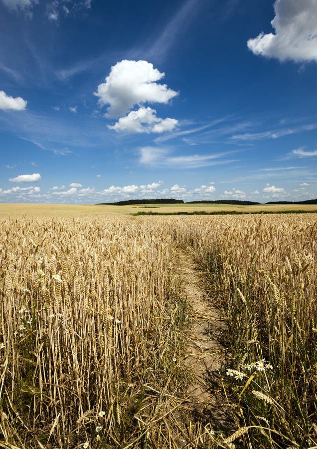 Footpath in the field stock image. Image of lane, rural - 54796887