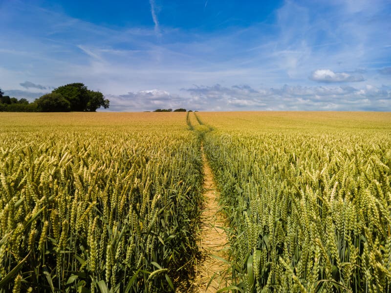 Footpath through a field stock photo. Image of nature - 115592600