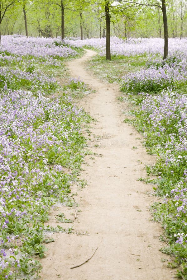 Dirt Road through Flower Field Stock Image - Image of horizontal ...