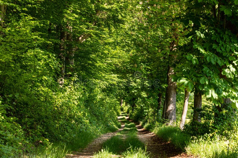 Footpath in the forest stock image. Image of wood, footpath - 183881625